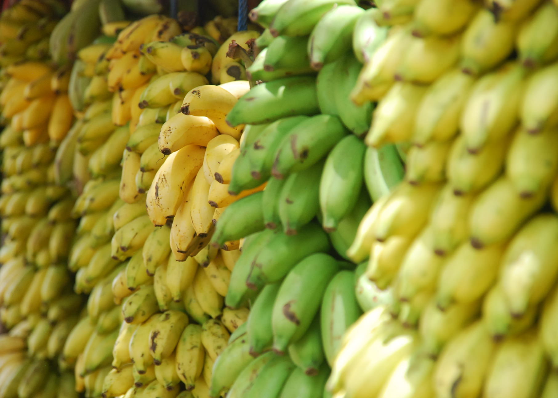 Food of the week: BANANAS • Optima Health